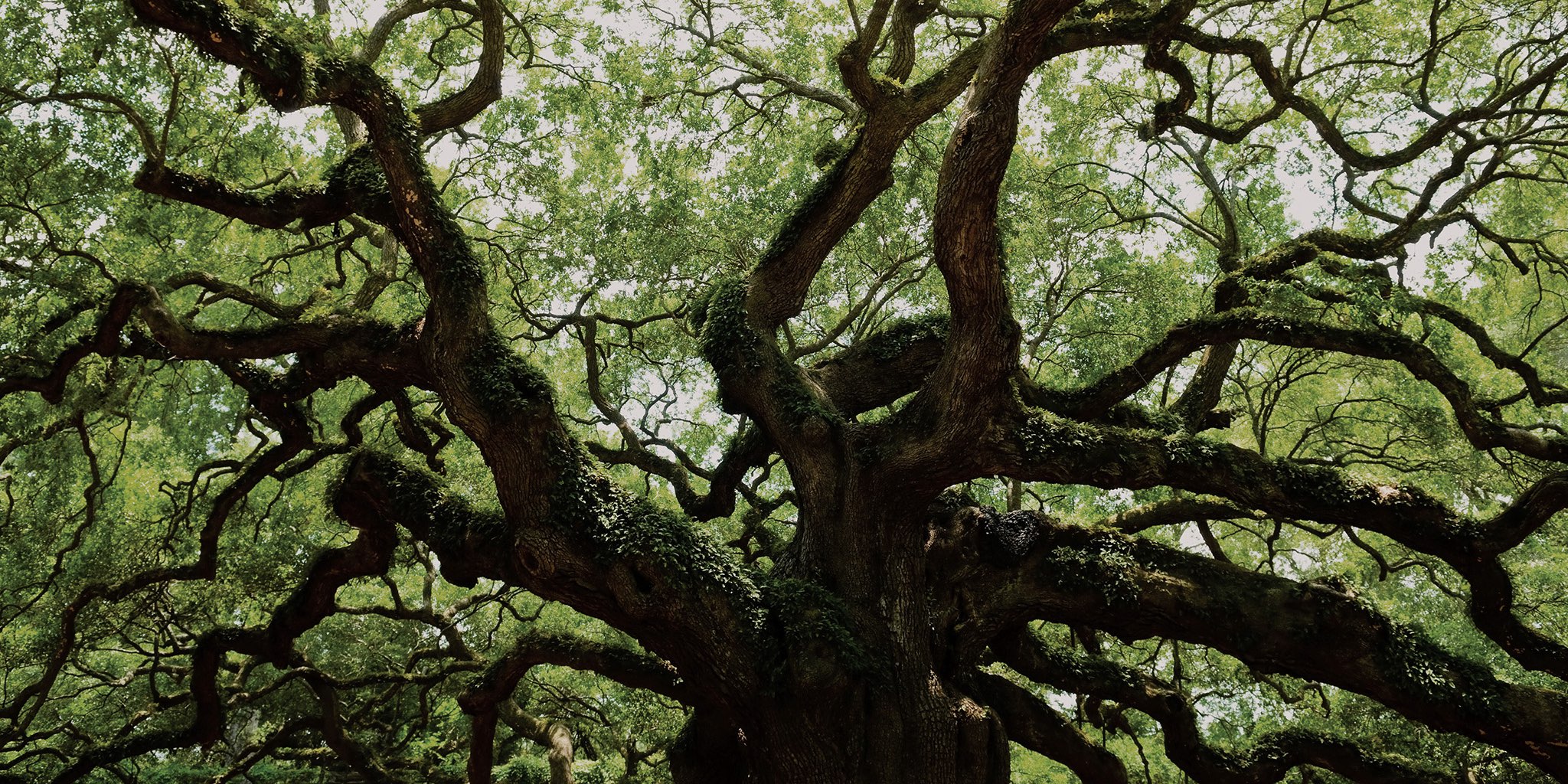ORGANIC Leadership™ - ORGANIC agility®